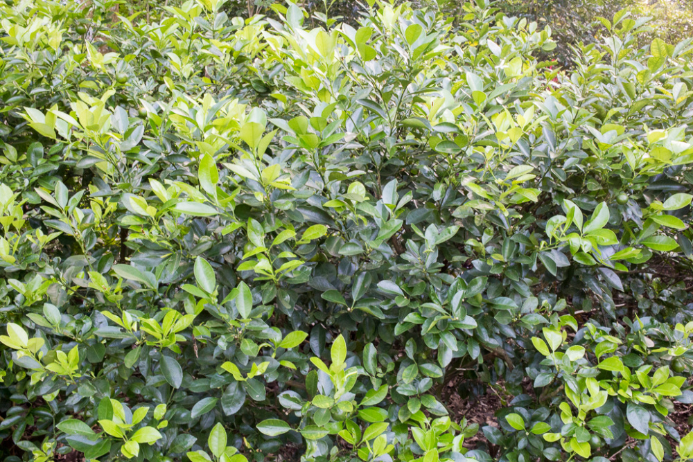 Citrofortunella x microcarpa / IPlantz