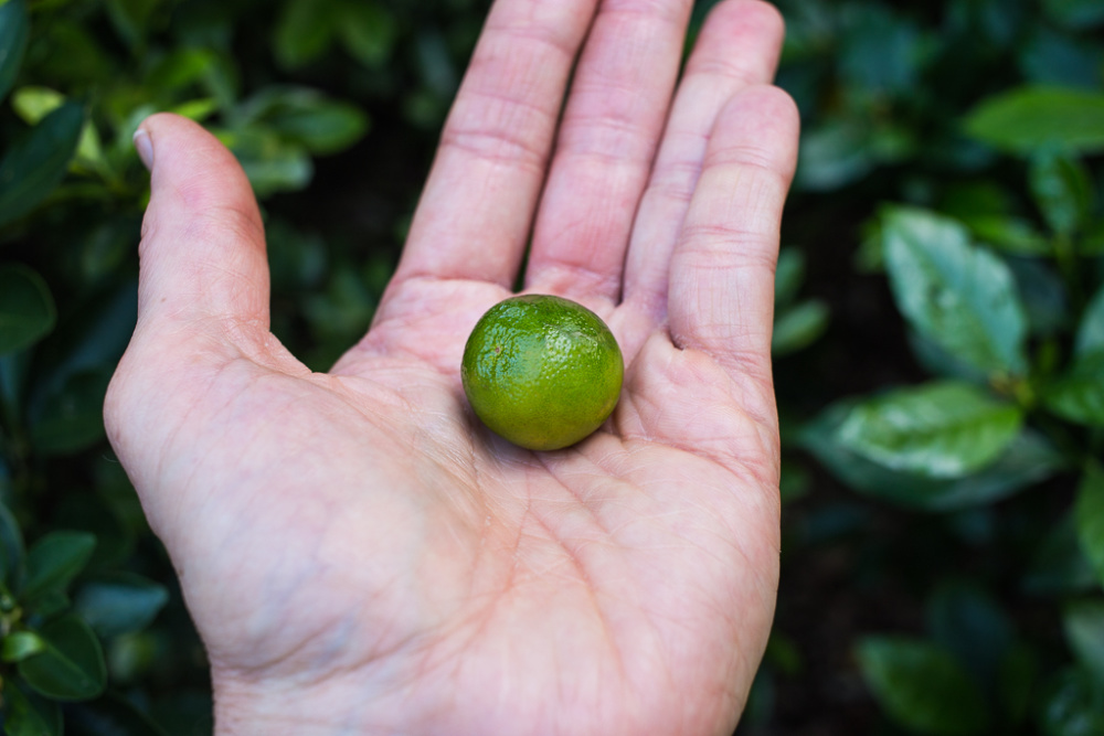 Citrofortunella x microcarpa / IPlantz