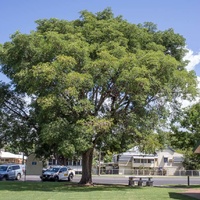 Albizia lebbeck / IPlantz