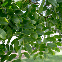 Albizia lebbeck / IPlantz