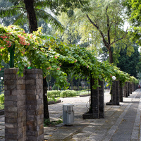 Combretum indicum / IPlantz