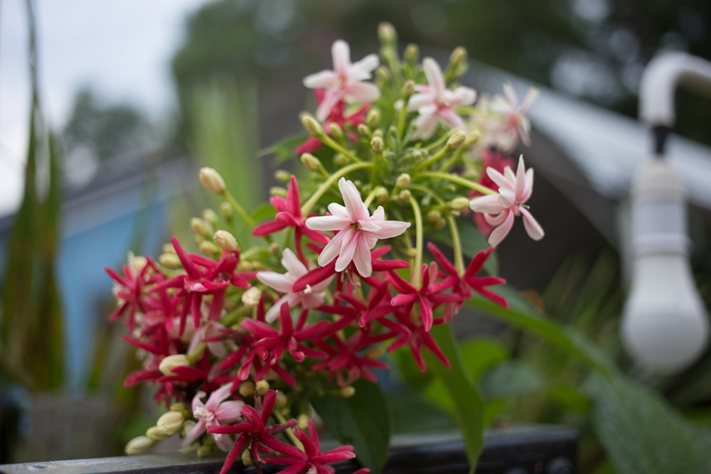 Combretum indicum / IPlantz