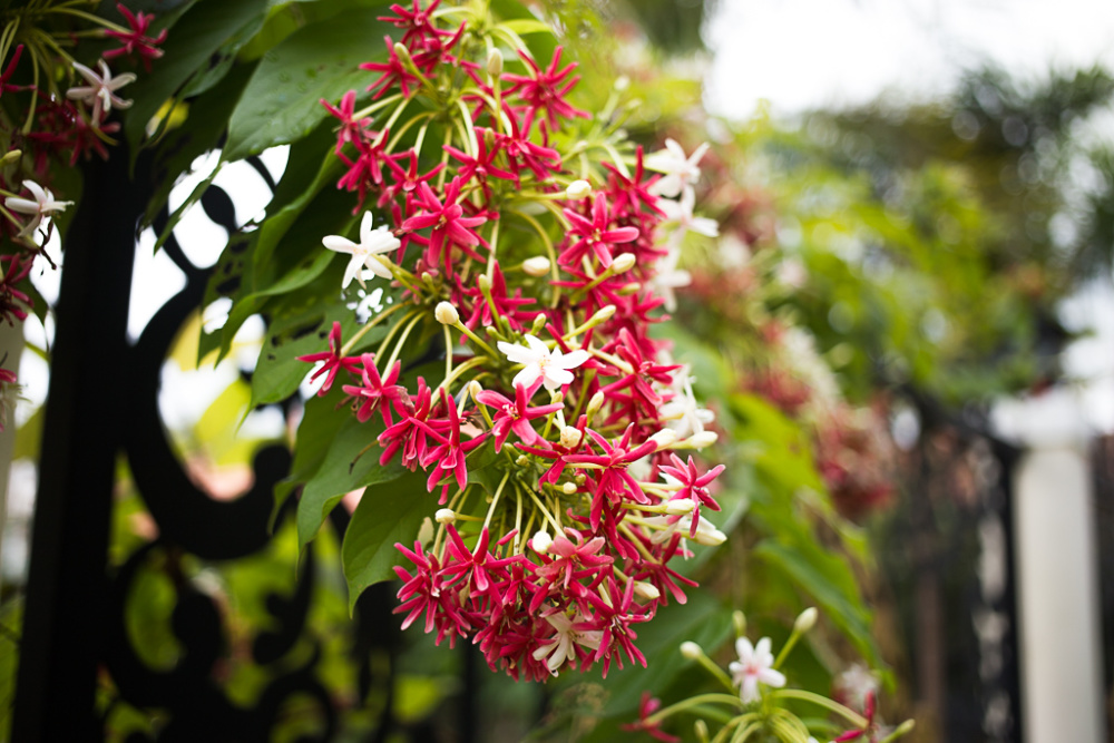 Combretum indicum / IPlantz