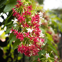 Combretum indicum / IPlantz