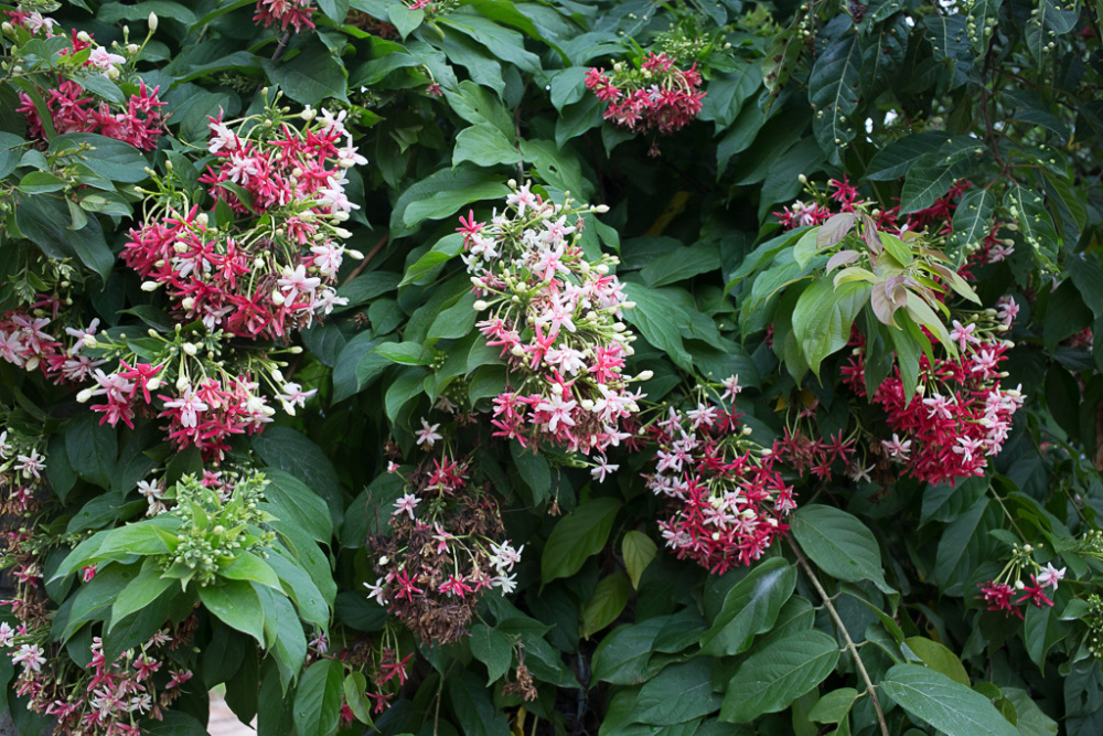 Combretum indicum / IPlantz