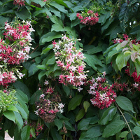 Combretum indicum / IPlantz