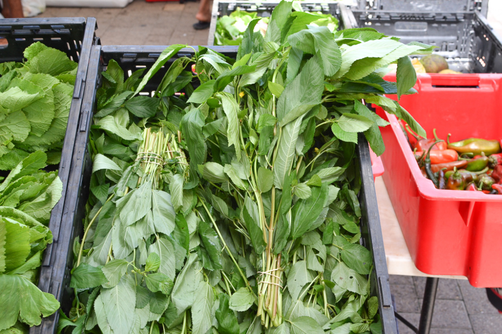 Corchorus olitorius / IPlantz