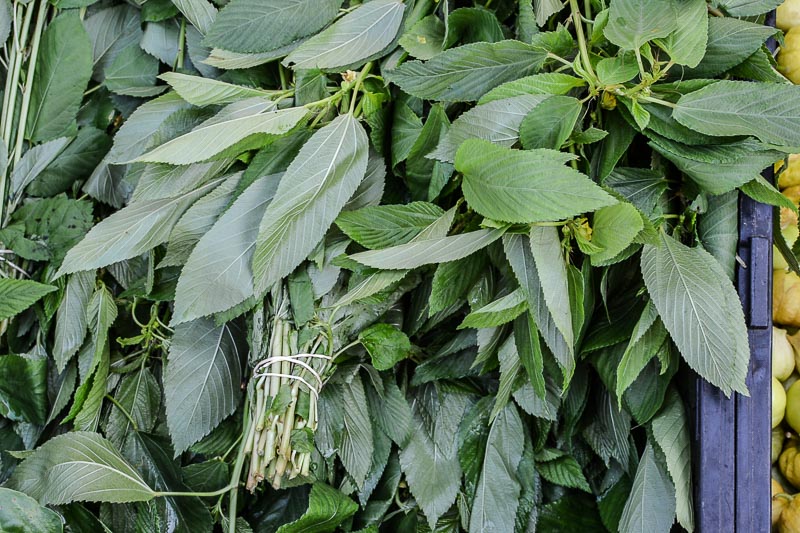 Corchorus olitorius / IPlantz