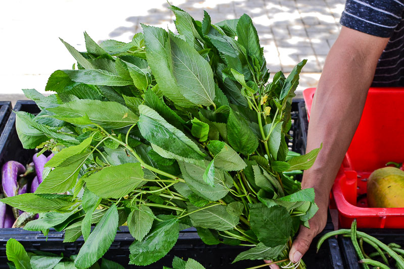 Corchorus olitorius / IPlantz