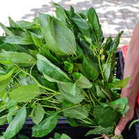 Corchorus olitorius / IPlantz