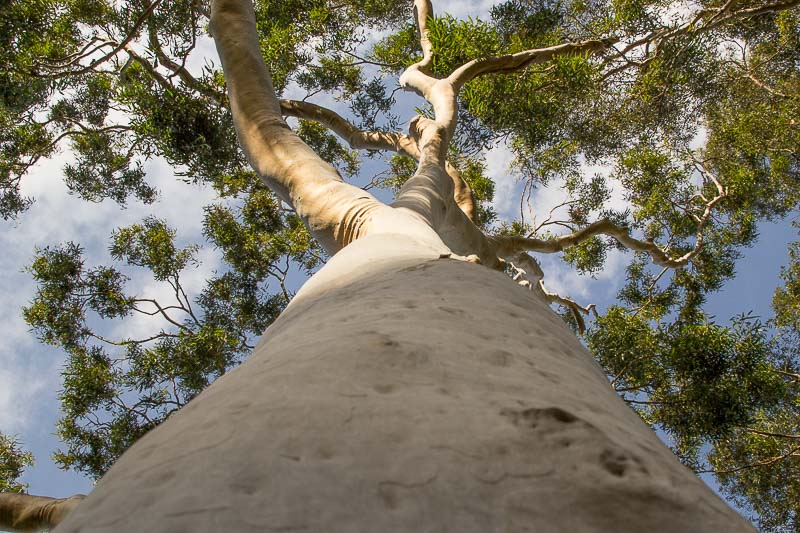 Corymbia citriodora / IPlantz