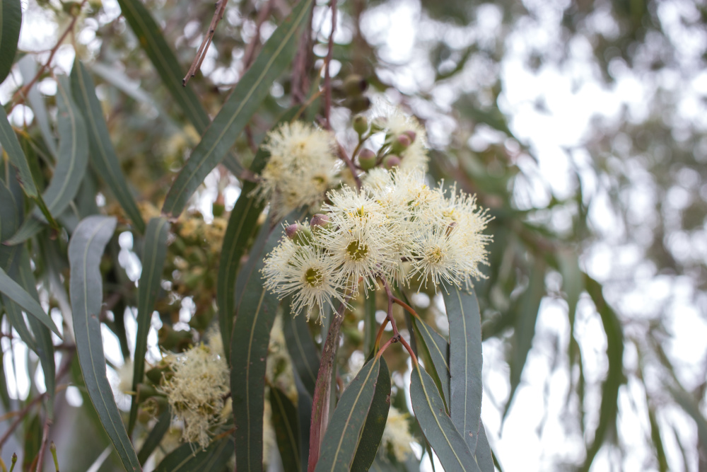 Corymbia citriodora / IPlantz