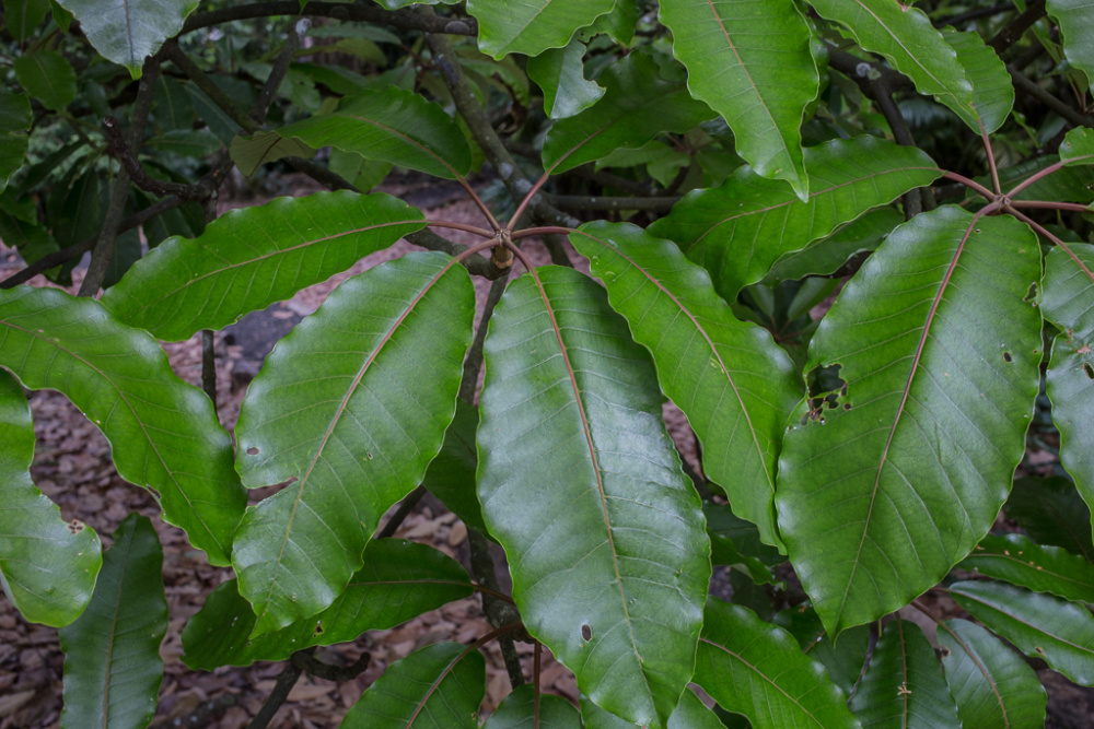 Dyera costulata / IPlantz