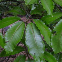 Dyera costulata / IPlantz