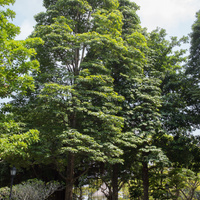 Dyera costulata / IPlantz