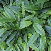 Elettaria cardamomum / IPlantz