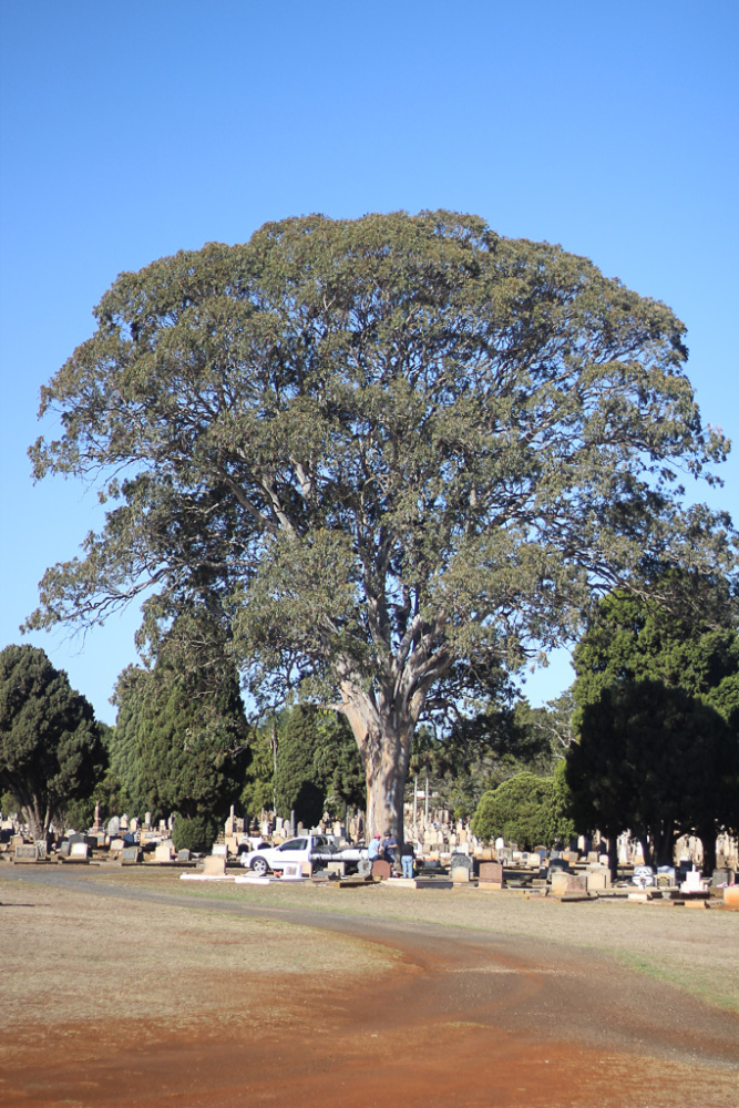 Eucalyptus tereticornis / IPlantz