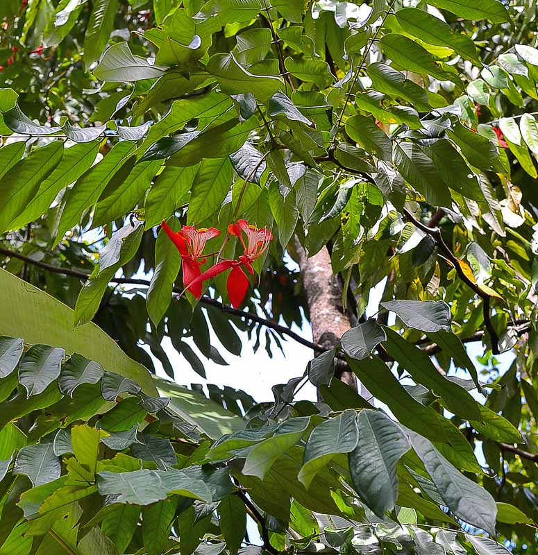 Amherstia nobilis / IPlantz