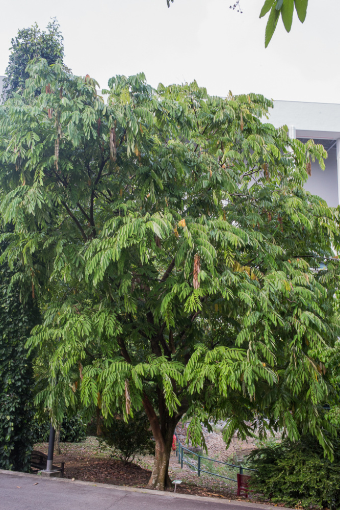 Amherstia nobilis / IPlantz