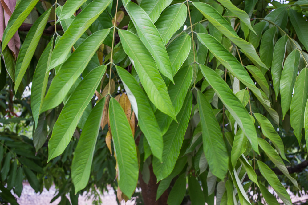 Amherstia nobilis / IPlantz