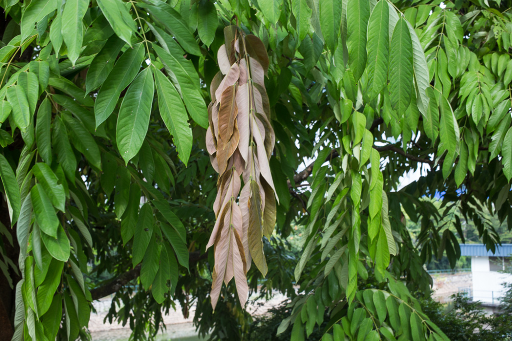 Amherstia nobilis / IPlantz