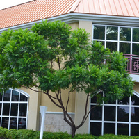 Filicium decipiens / IPlantz