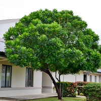 Filicium decipiens / IPlantz