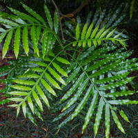 Filicium decipiens / IPlantz