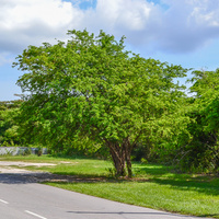 Haematoxylum campechianum / IPlantz