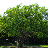 Haematoxylum campechianum / IPlantz