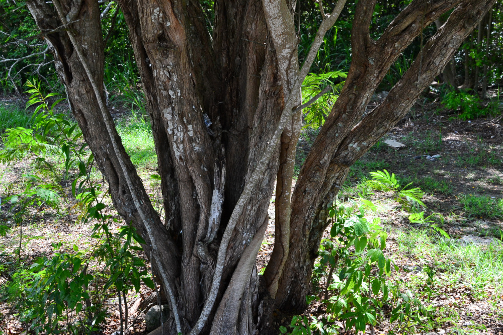 Haematoxylum campechianum / IPlantz
