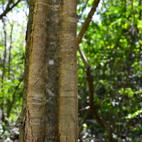 Haematoxylum campechianum / IPlantz