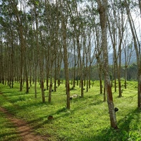 Hevea brasiliensis / IPlantz