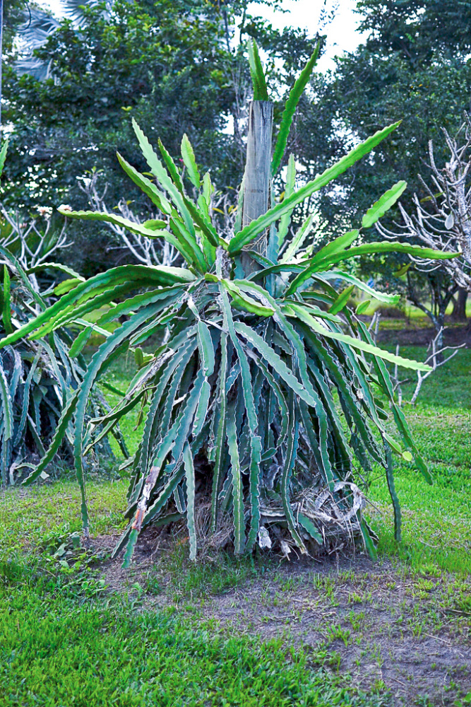 Hylocereus undatus / IPlantz