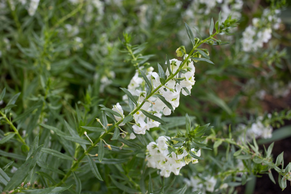 Angelonia angustifolia / IPlantz