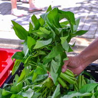 Ipomoea aquatica / IPlantz