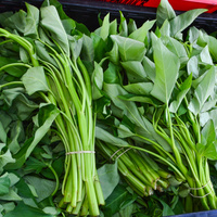 Ipomoea aquatica / IPlantz