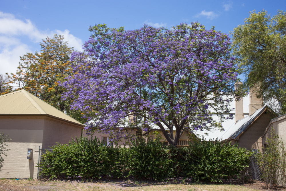 Jacaranda mimosifolia / IPlantz