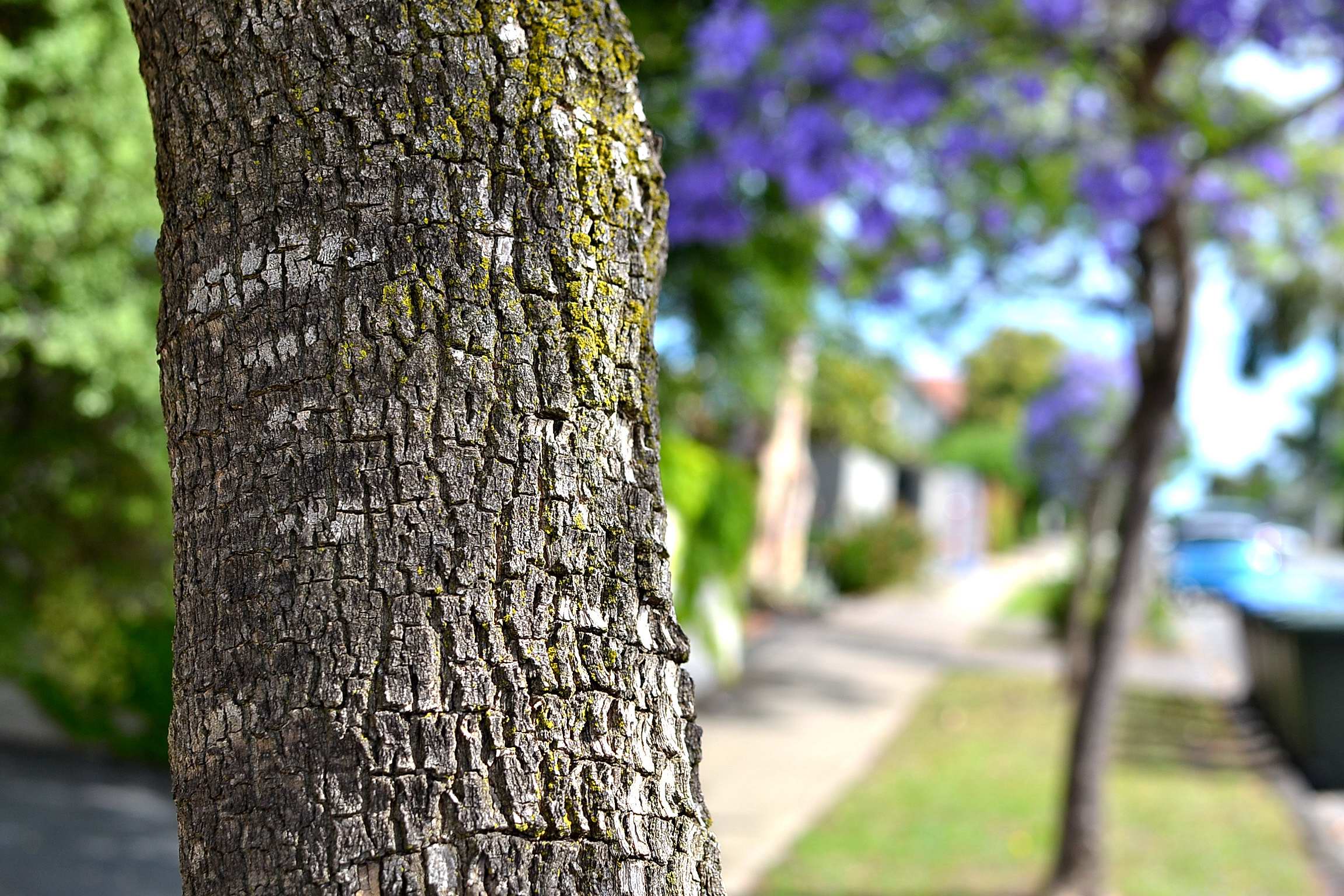 Jacaranda mimosifolia / IPlantz
