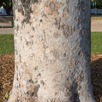 Khaya senegalensis / IPlantz