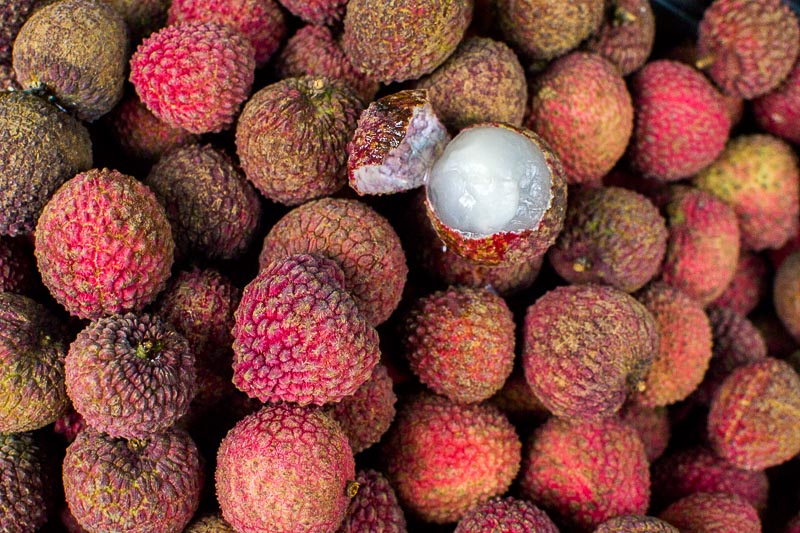 Litchi chinensis / IPlantz