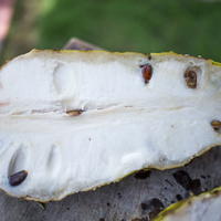 Annona muricata / IPlantz