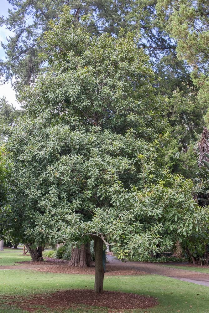 Macadamia integrifolia / IPlantz