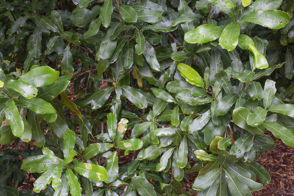 Macadamia integrifolia / IPlantz